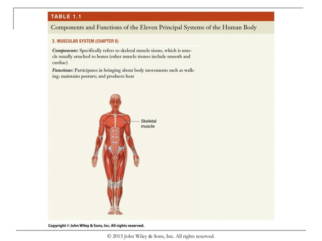 Chapter 1 organization of the human body | PPT