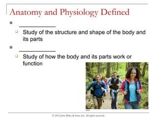 Chapter 1 organization of the human body | PPT