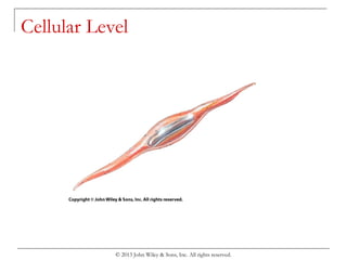 Chapter 1 organization of the human body | PPT