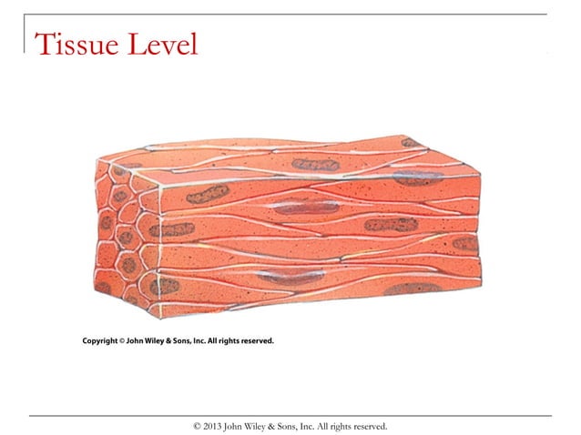 Chapter 1 organization of the human body | PPT