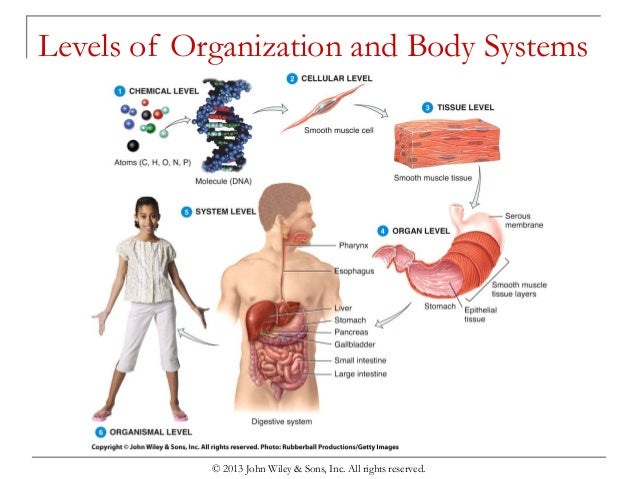 Chapter 1 organization of the human body