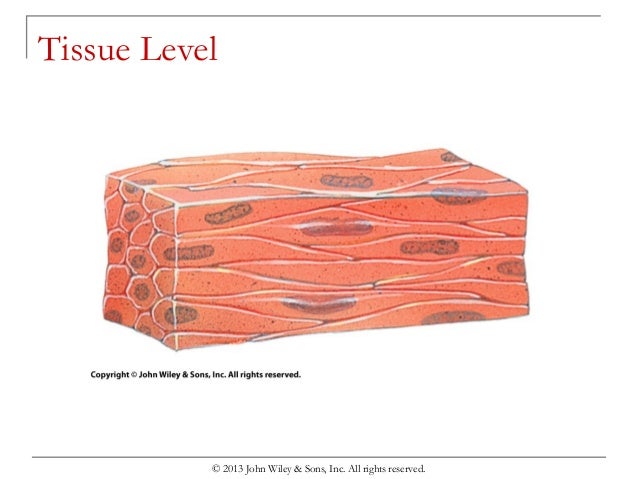 Chapter 1 organization of the human body