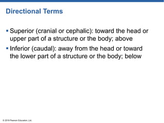 Chapter 1 Overview of the Human Body.pdf