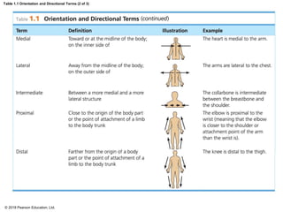 Chapter 1 Overview of the Human Body.pdf