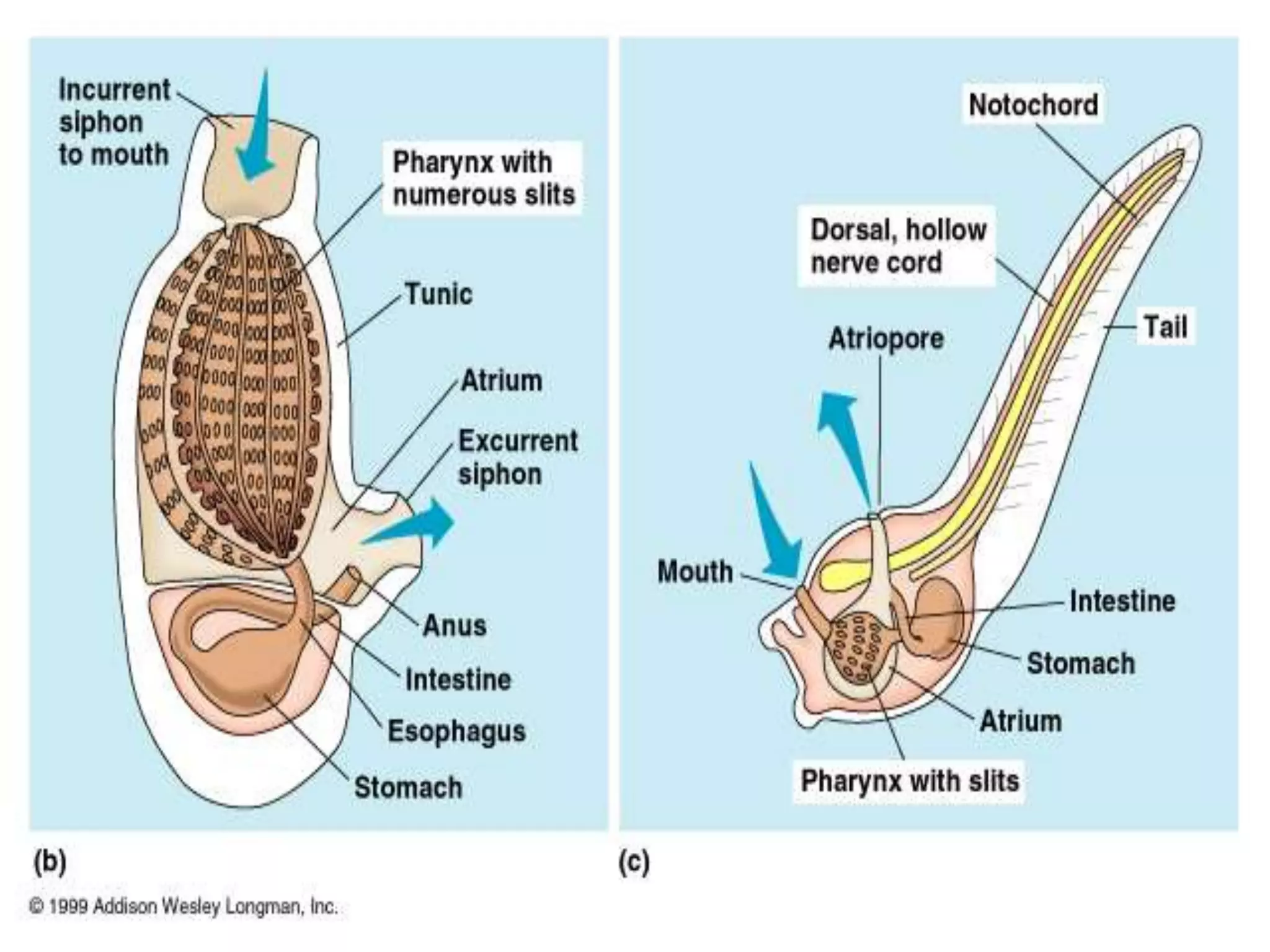 Chapter 1 Phylum Protochordates.pptx