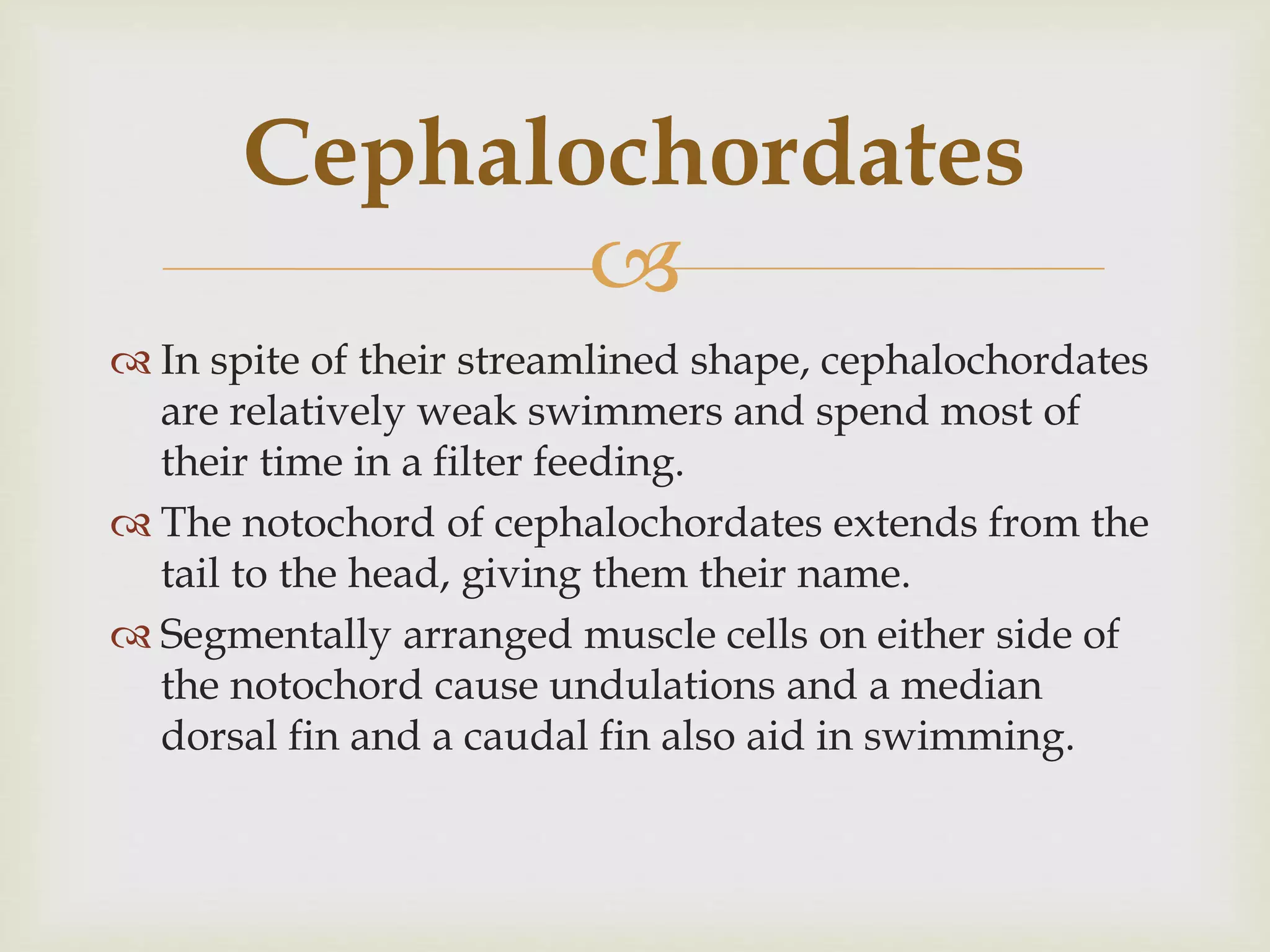 Chapter 1 Phylum Protochordates.pptx