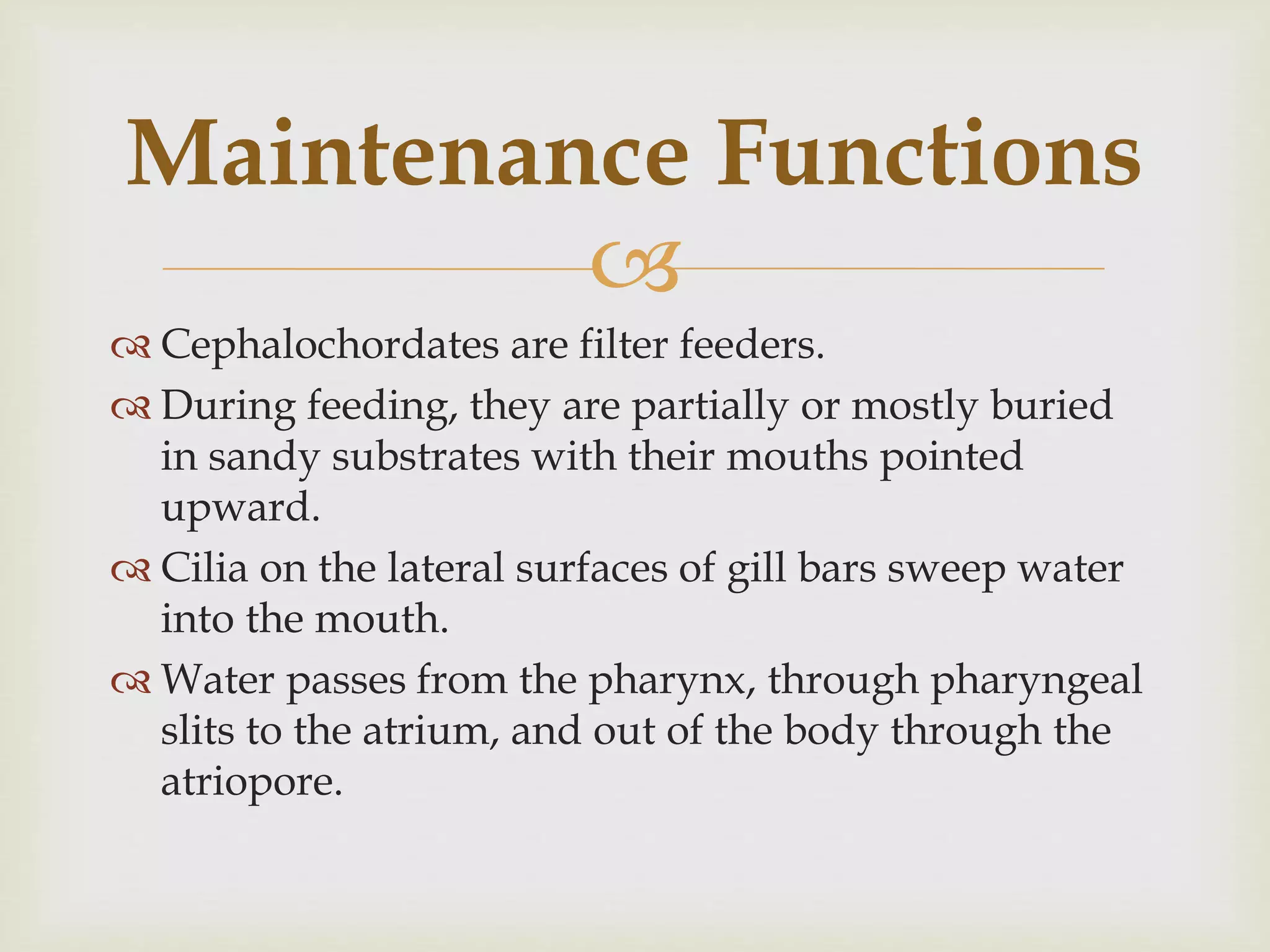 Chapter 1 Phylum Protochordates.pptx