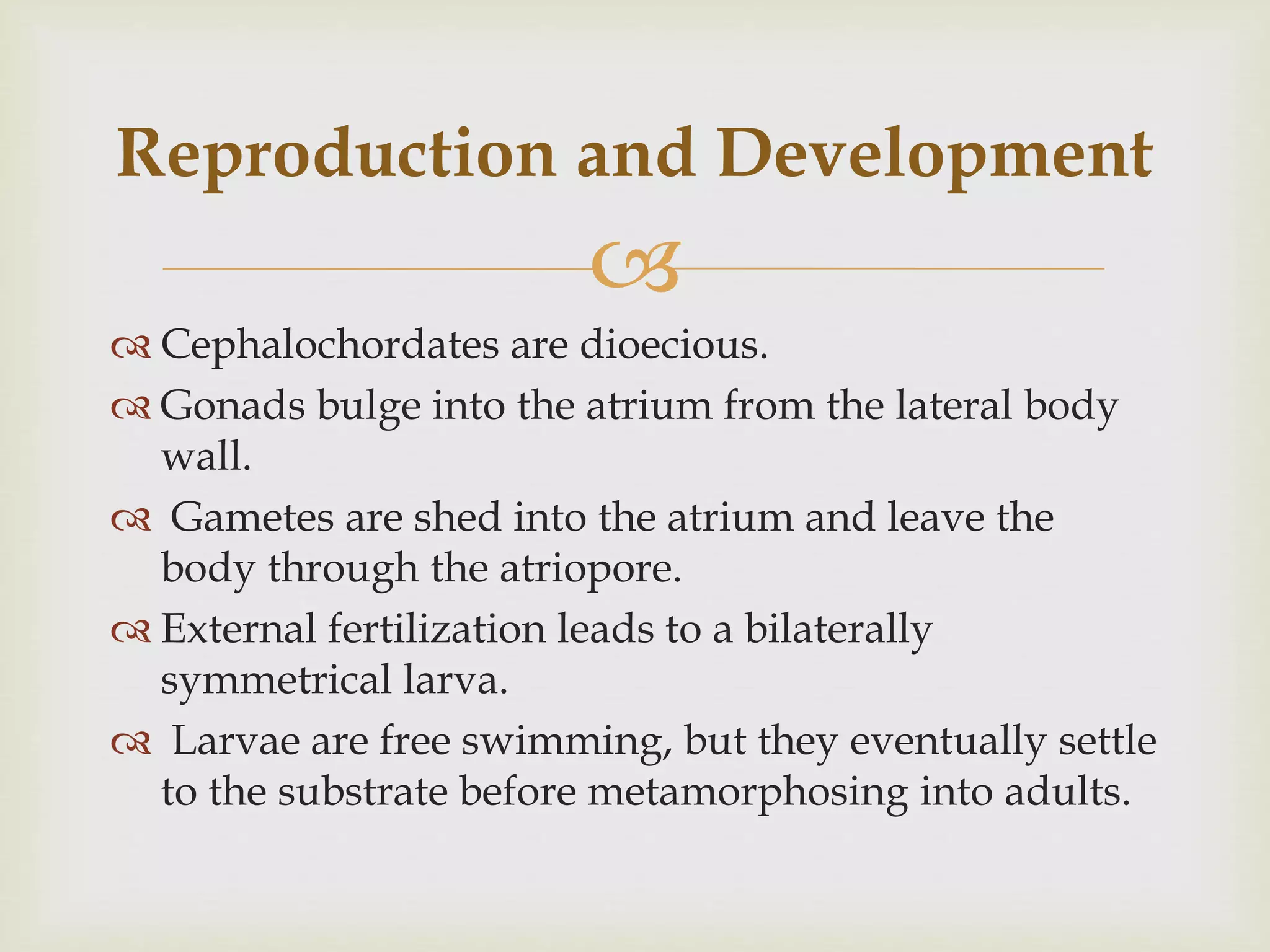 Chapter 1 Phylum Protochordates.pptx