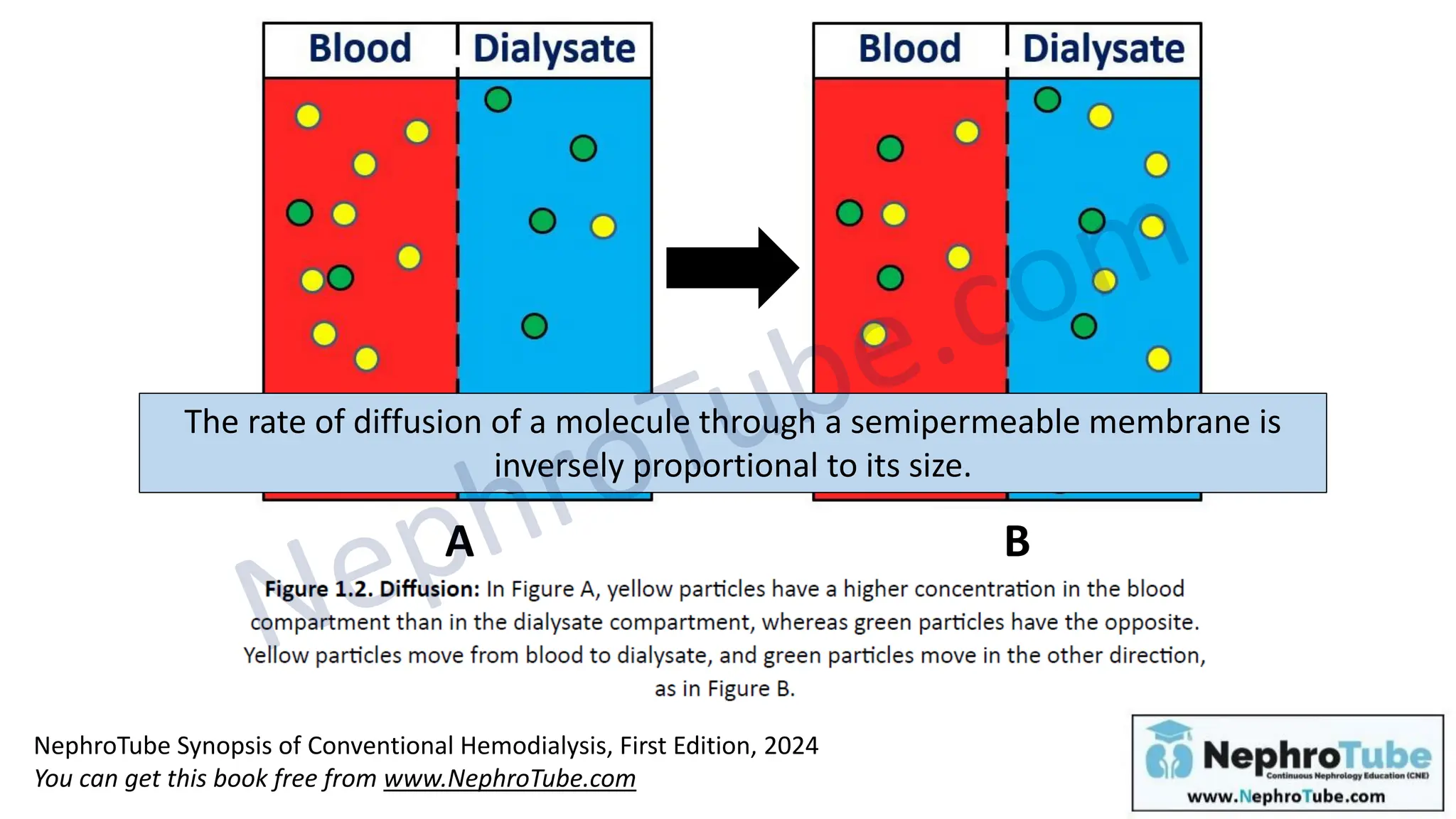 Hemodialysis: Chapter 1, Physiological Principles of Hemodialysis - Dr ...