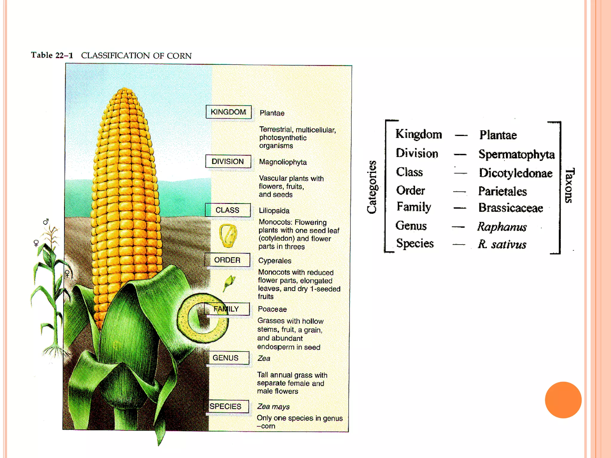 CHAPTER 1 PLANT CLASSIFICATION PRINCIPLE 07072010.pdf