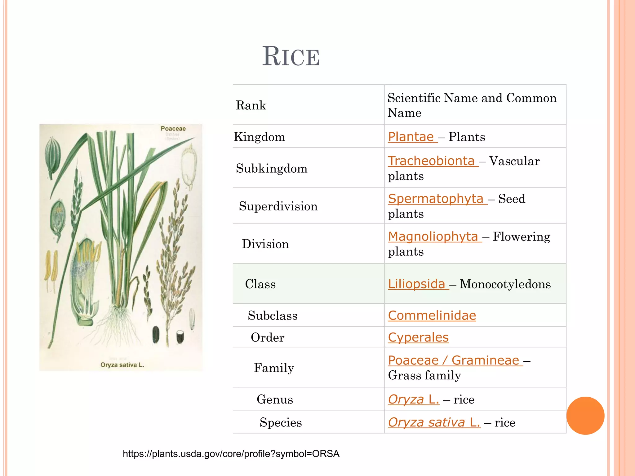 CHAPTER 1 PLANT CLASSIFICATION PRINCIPLE 07072010.pdf