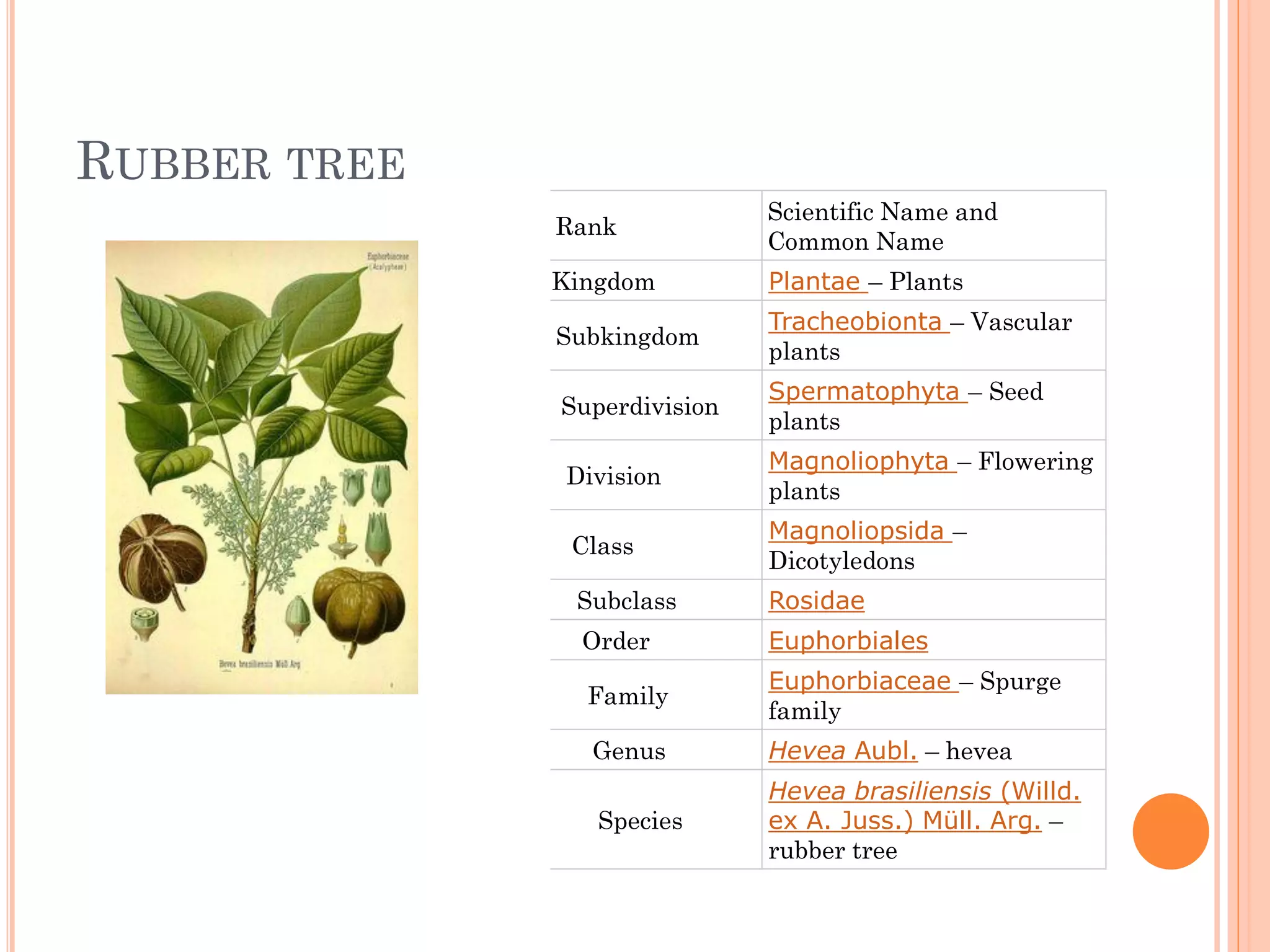 CHAPTER 1 PLANT CLASSIFICATION PRINCIPLE 07072010.pdf