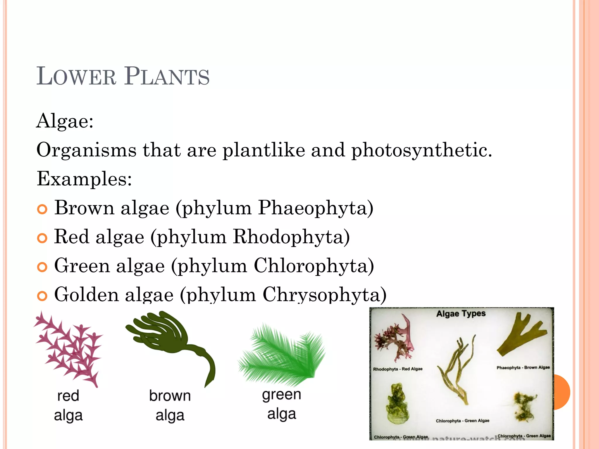 CHAPTER 1 PLANT CLASSIFICATION PRINCIPLE 07072010.pdf