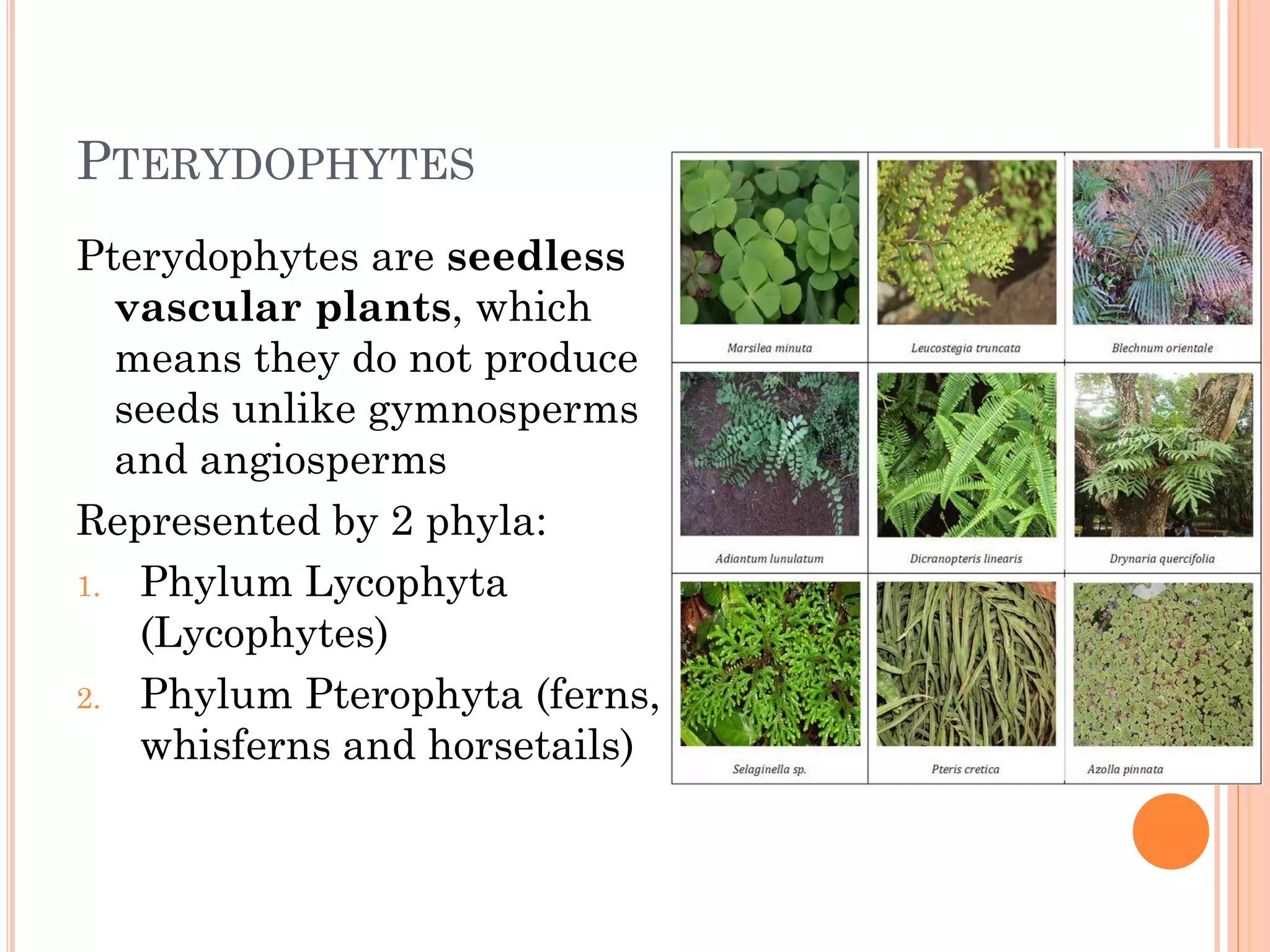 CHAPTER 1 PLANT CLASSIFICATION PRINCIPLE 07072010.pdf
