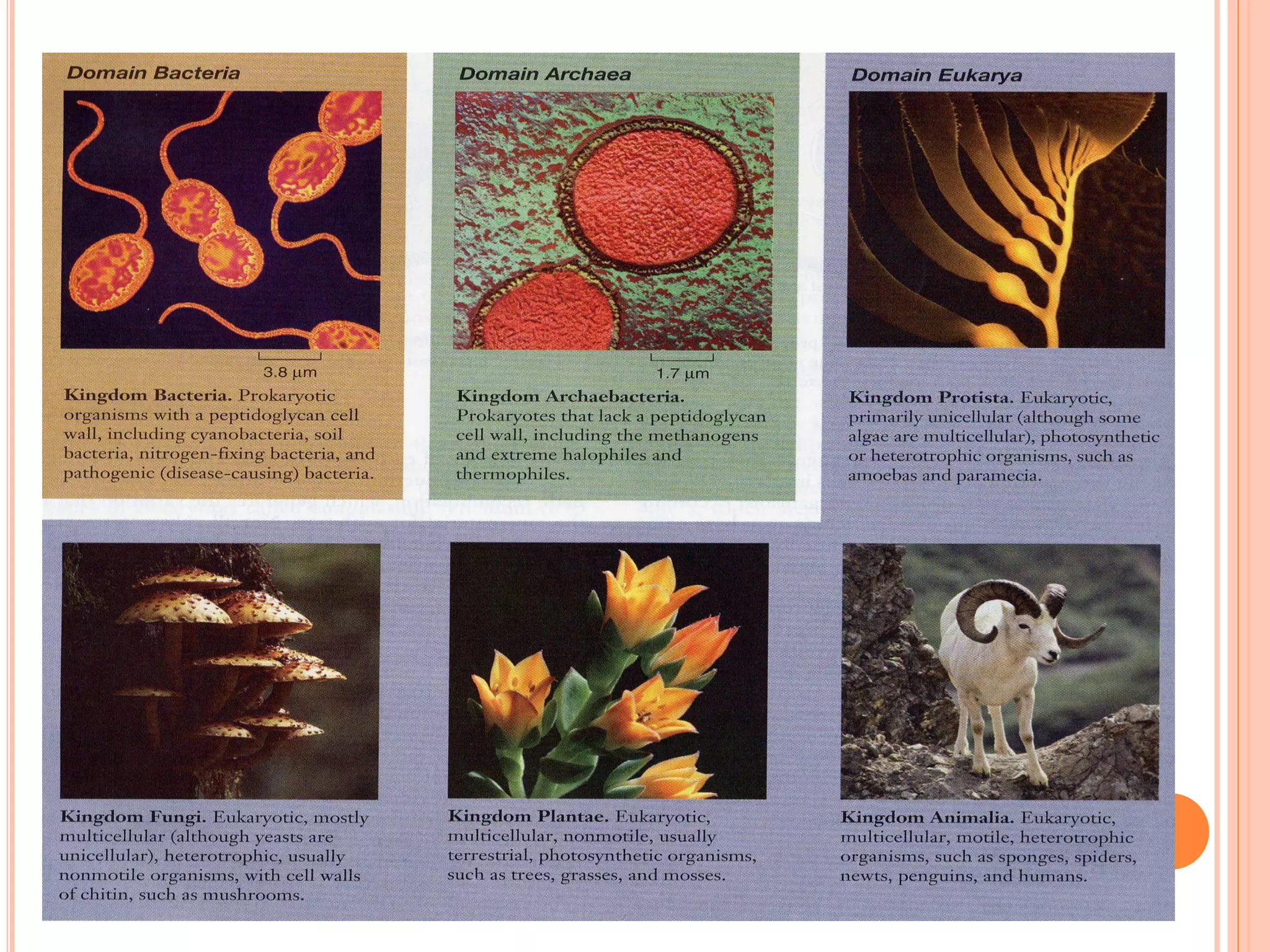 CHAPTER 1 PLANT CLASSIFICATION PRINCIPLE 07072010.pdf