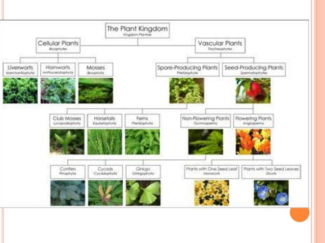 CHAPTER 1 PLANT CLASSIFICATION PRINCIPLE 07072010.pdf