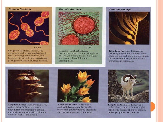 CHAPTER 1 PLANT CLASSIFICATION PRINCIPLE 07072010.pdf