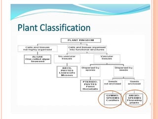 Plant Classification Chart