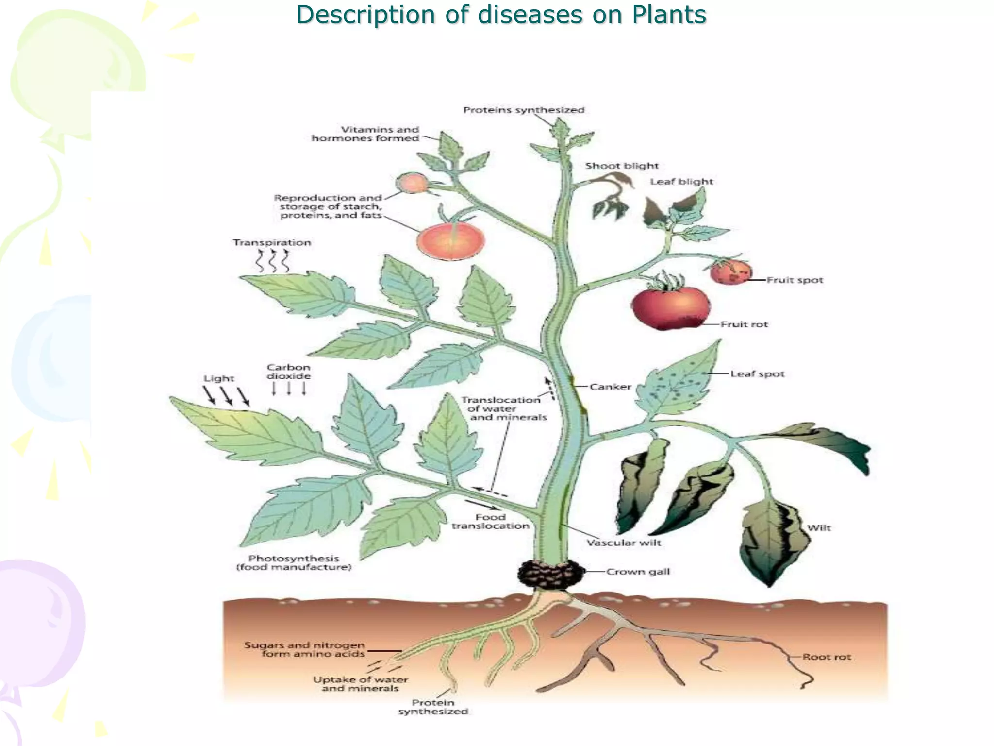 Chapter_ 1 Plant pathogenic Bacteria_ introduction.ppt