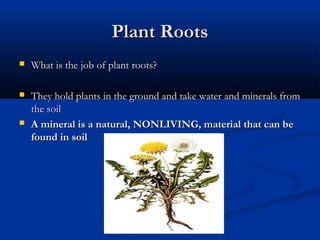 Chapter 1 plants | PPT