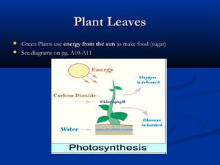 Chapter 1 plants | PPT