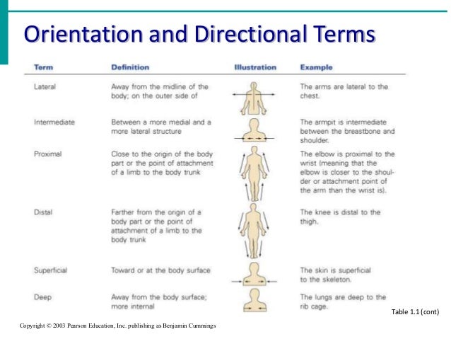 The Human Body: An Orientaion