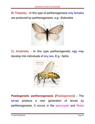 Chapter 1 reproduction in organism | PDF