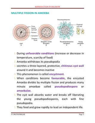 Multiple Fission In Plants