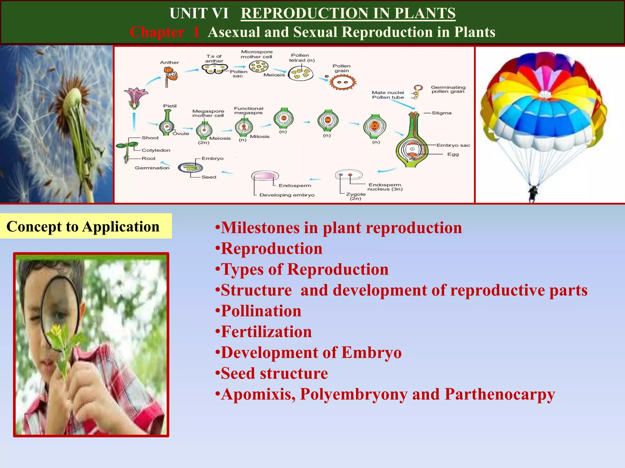 Chapter 1 reproduction in plants | PPTX