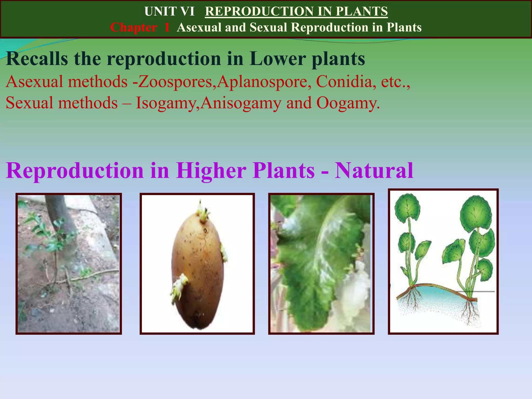 Chapter 1 reproduction in plants | PPTX