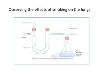 Chapter 1 respiration | PPT