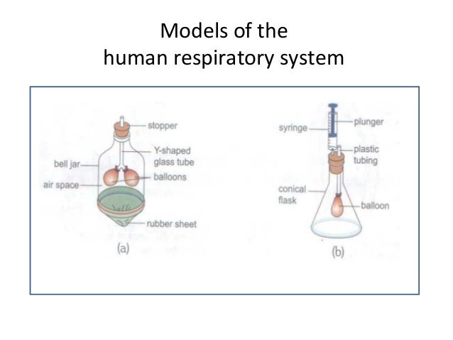 Chapter 1 respiration