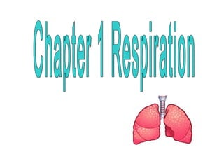 Chapter 1 respiration | PPT