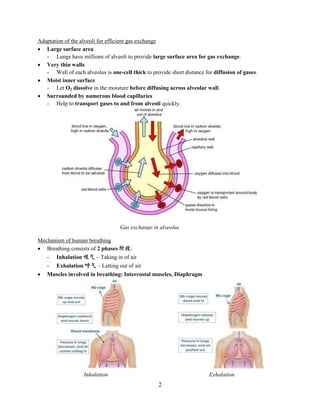 Chapter 1 Respiration | PDF