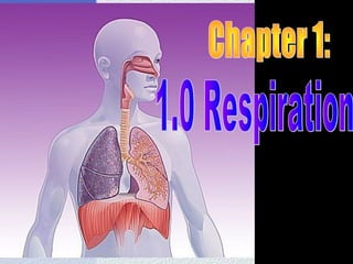 Chapter 1 respiration1 | PPT