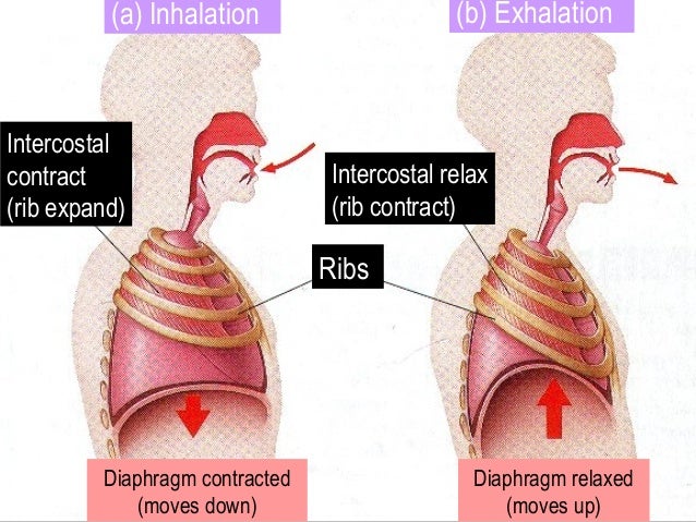 Chapter 1 respiration1