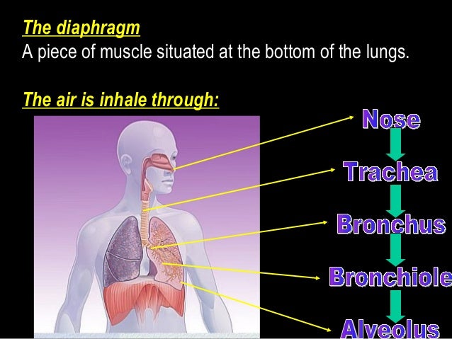 Chapter 1 respiration1