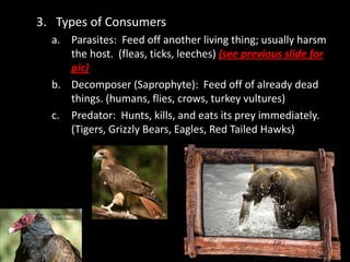 Chapter 1 section 4 (how are living things classified) 2011 | PDF ...