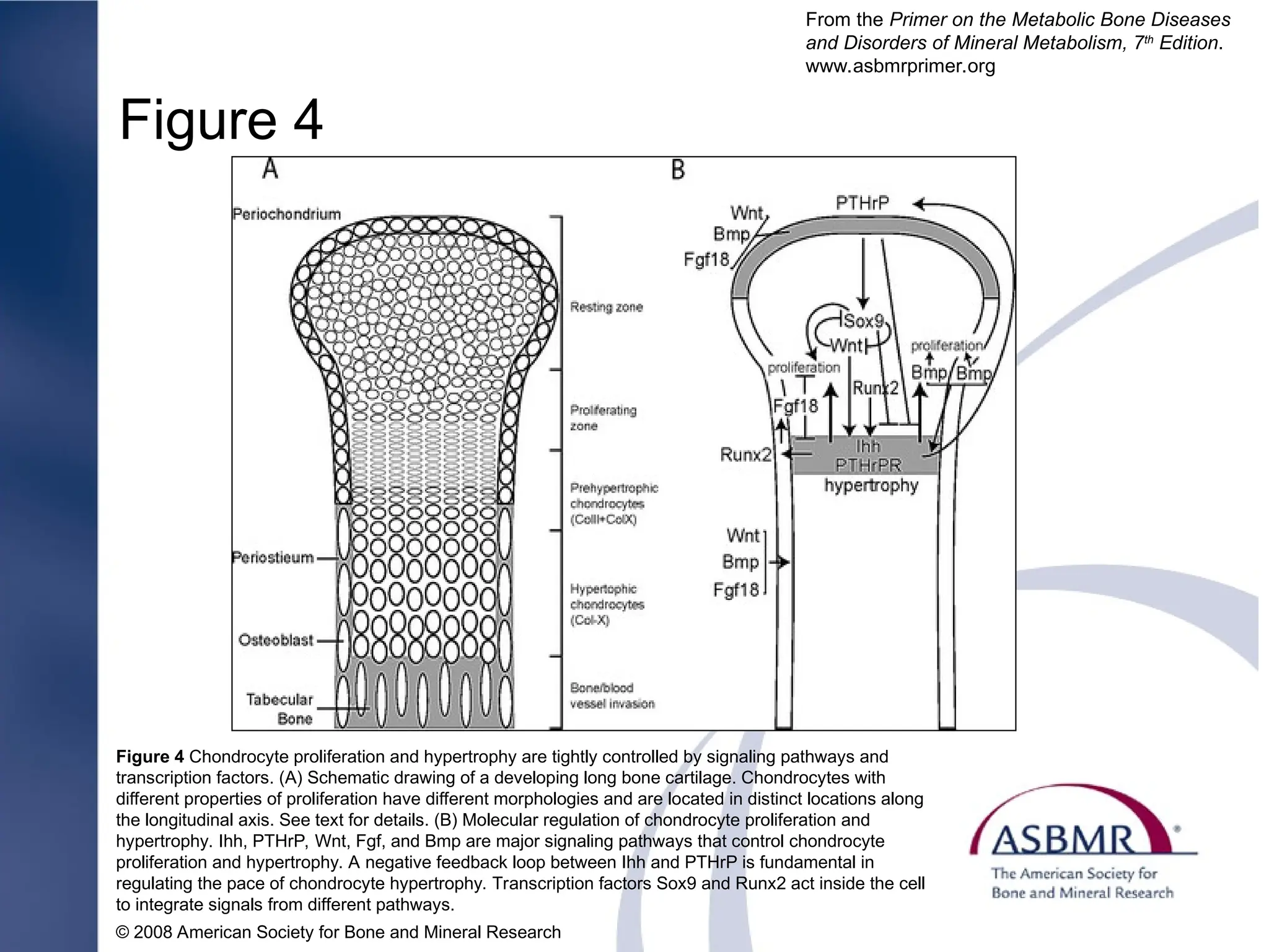 Chapter 1 Skeletal Morphogenesis and Embryonic Development.ppt | Bone ...