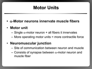 Chapter 1 struchure and function of exercising muscle | PPT