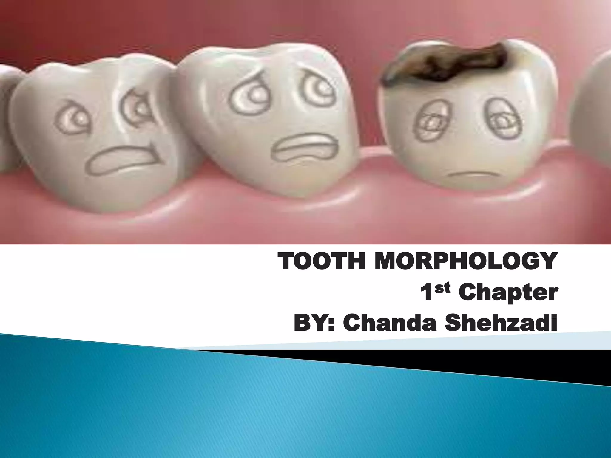 chapter 1 tooth Morpho.pptx