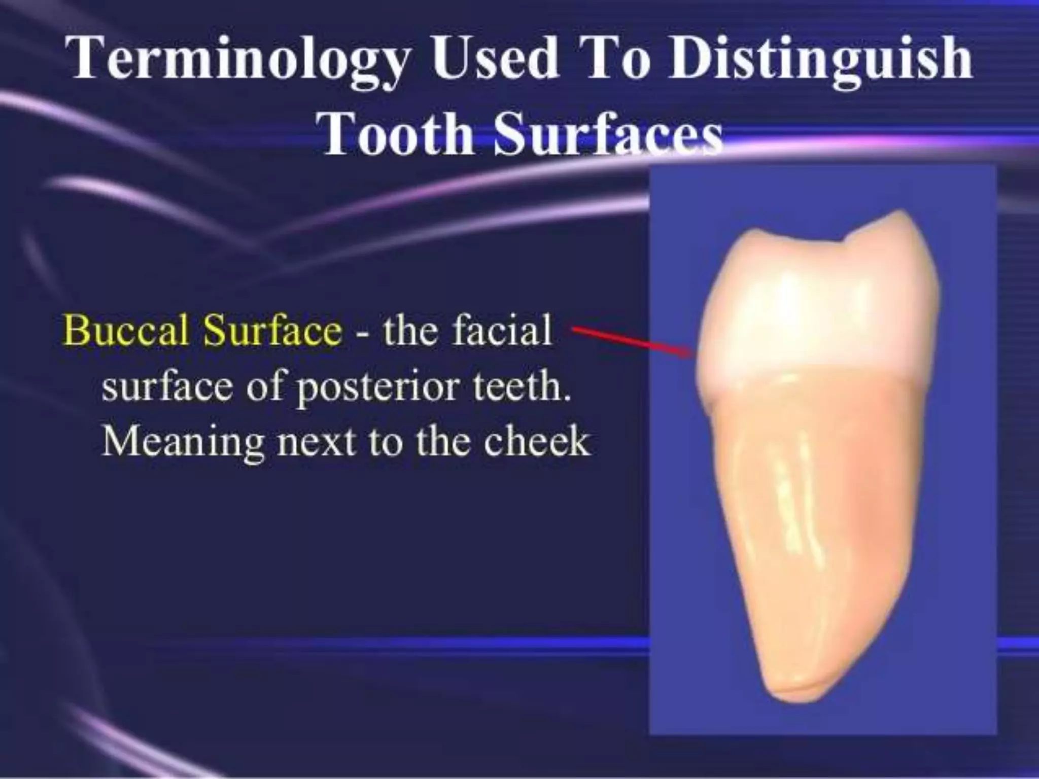 chapter 1 tooth Morpho.pptx