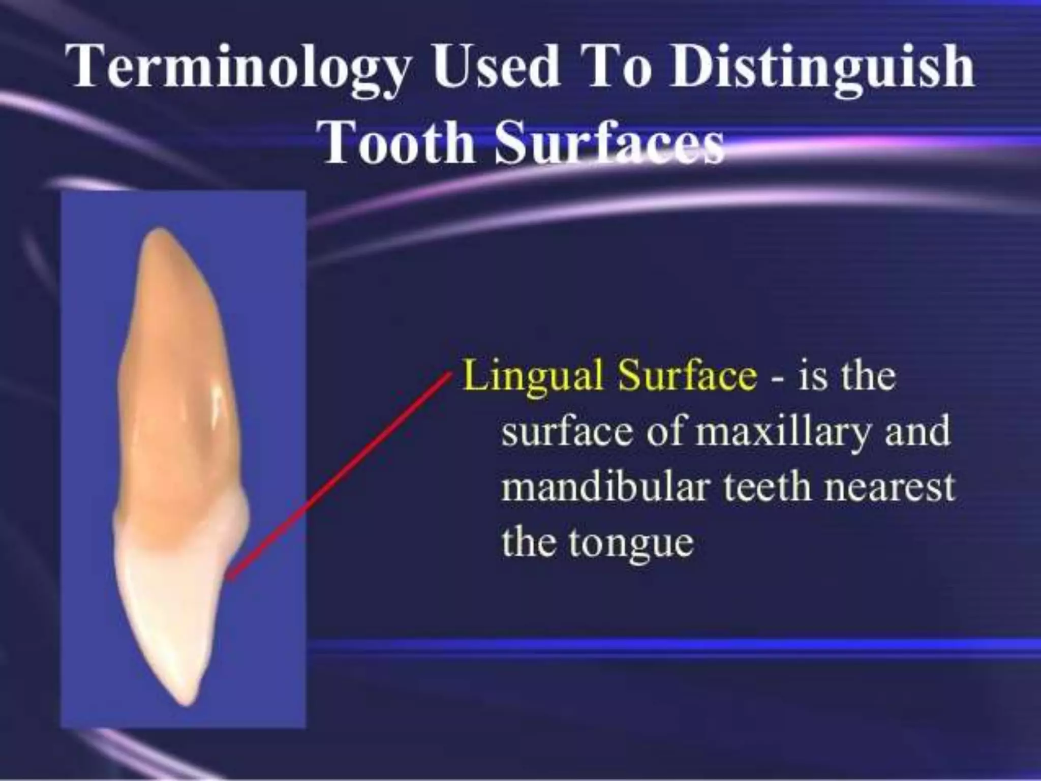 chapter 1 tooth Morpho.pptx