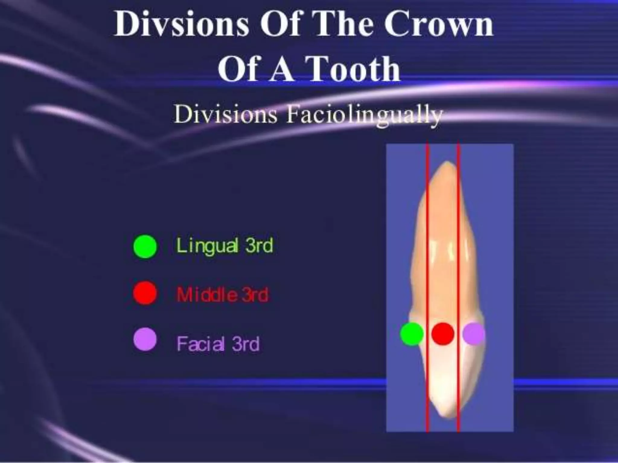 chapter 1 tooth Morpho.pptx