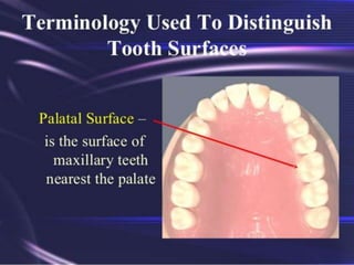 chapter 1 tooth Morpho.pptx