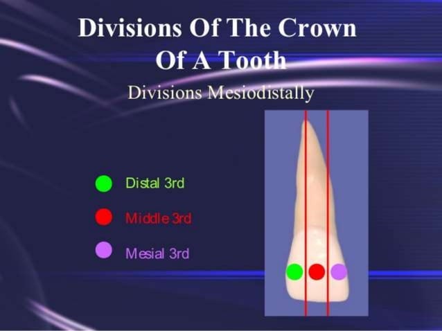 chapter 1 tooth Morpho.pptx