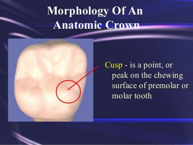 chapter 1 tooth Morpho.pptx