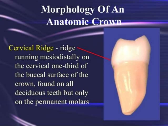 chapter 1 tooth Morpho.pptx