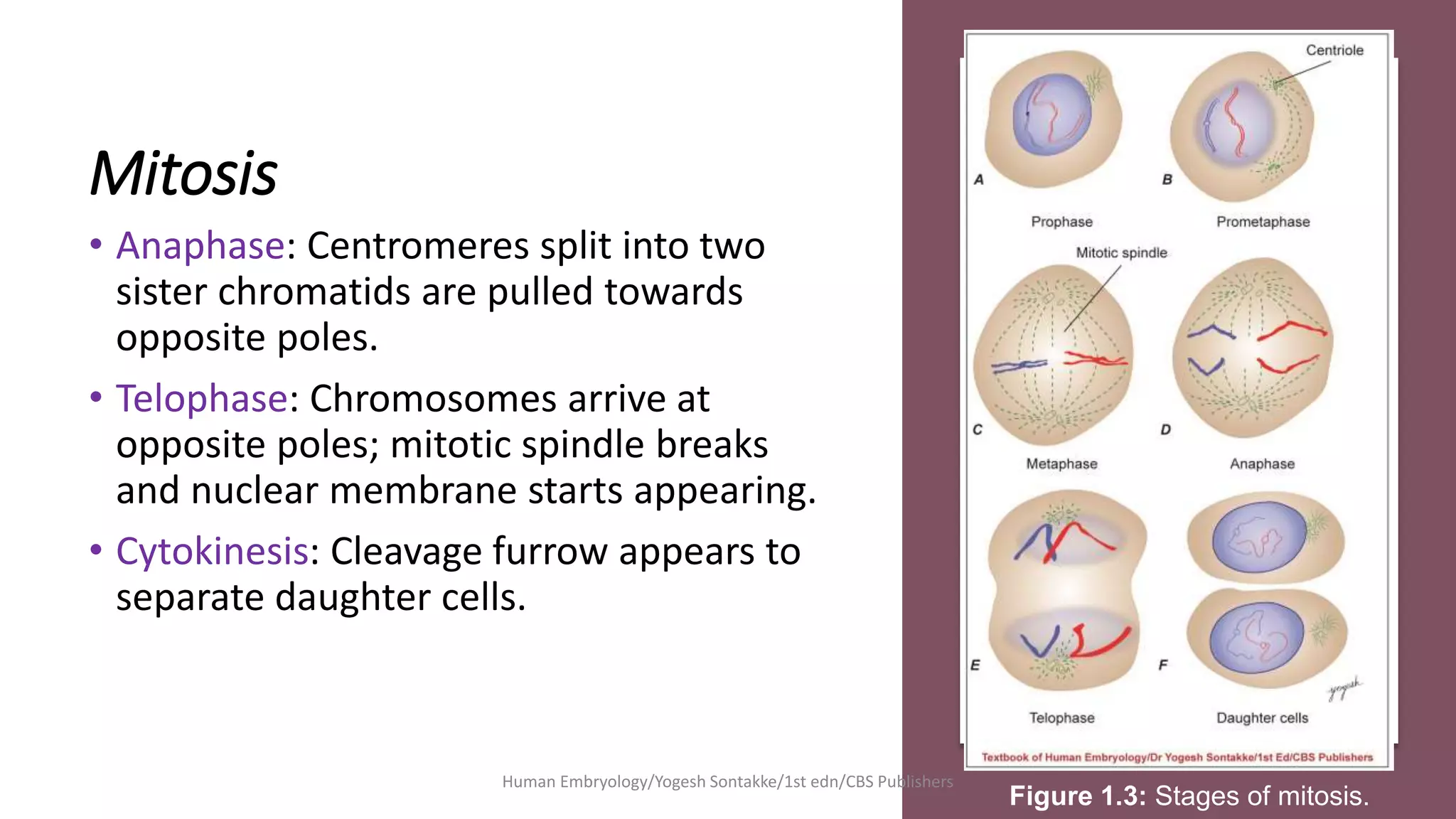 Chapter 1 TSLR.pptx | Infertility | Reproductive Health
