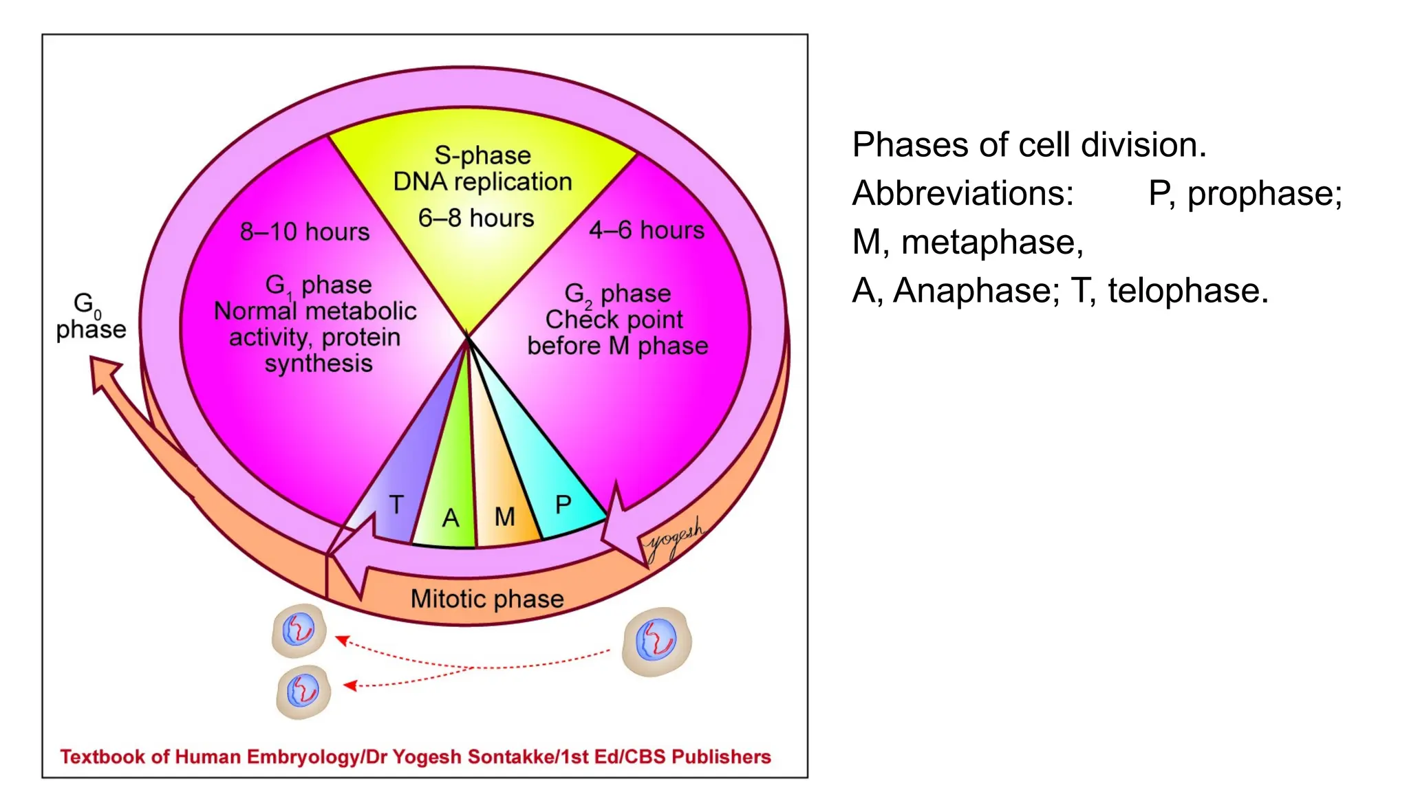 ANATOMY EMBROLOGY CHAPTER 1 PPT POWER POINT | PPTX